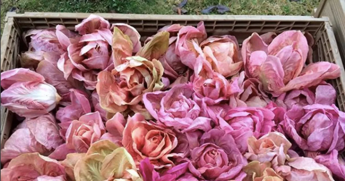 Food Trend: Pink Lettuce - Forkly